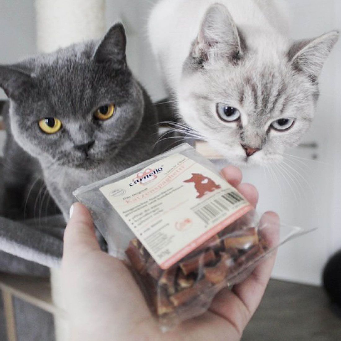 Katzenspaghetti | Snack für Katzen | Hier kaufen